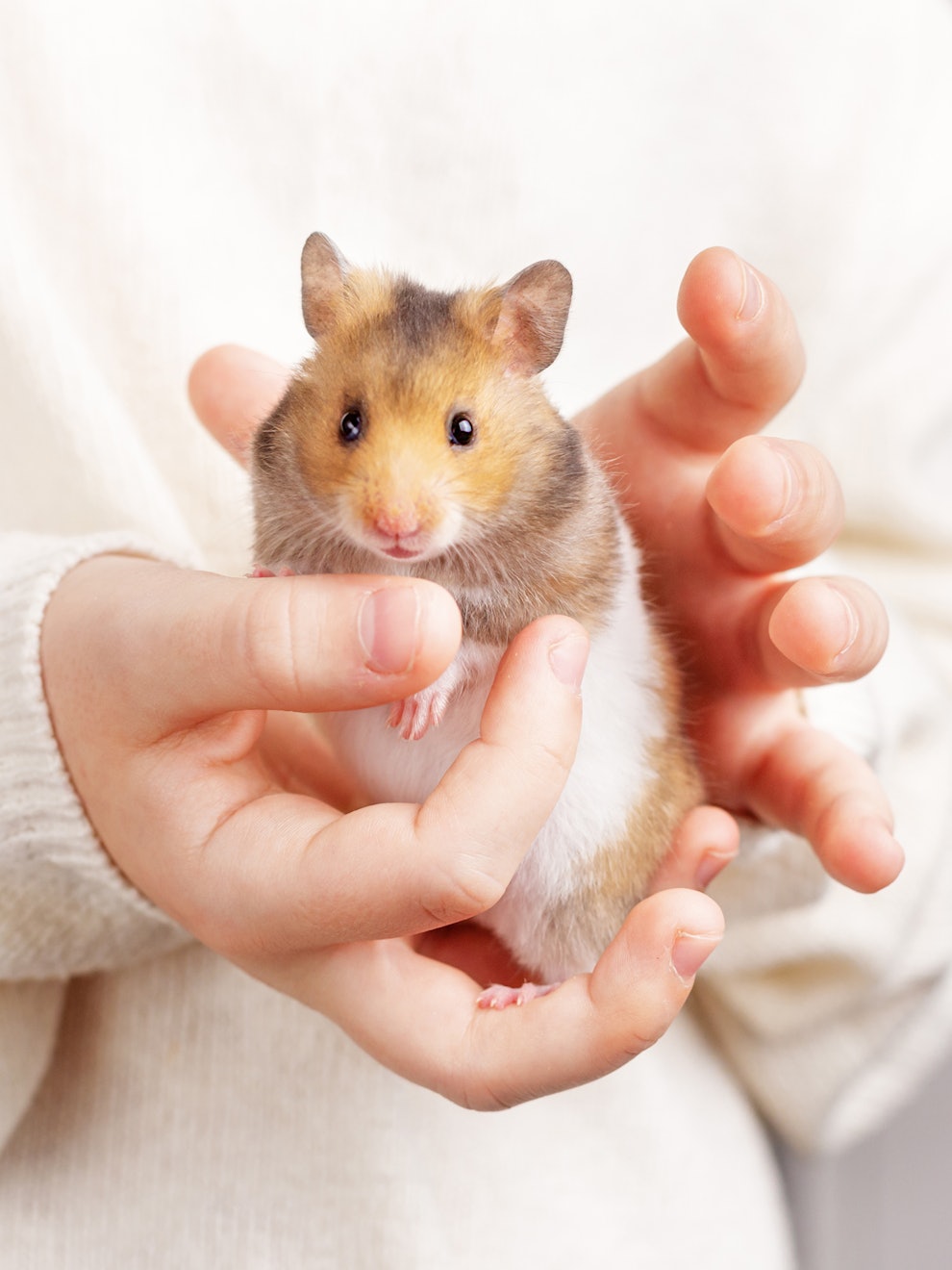 Utstyrsliste hamster - Startkit for nye gullhamstereiere