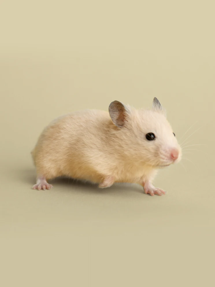 Hoito-ohjeet & ostoslista kultahamsteri