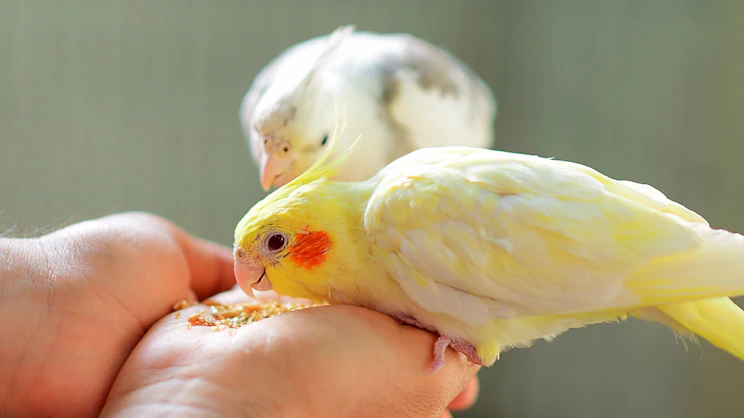 Hoito-Ohjeet & ostolista neitokakadu