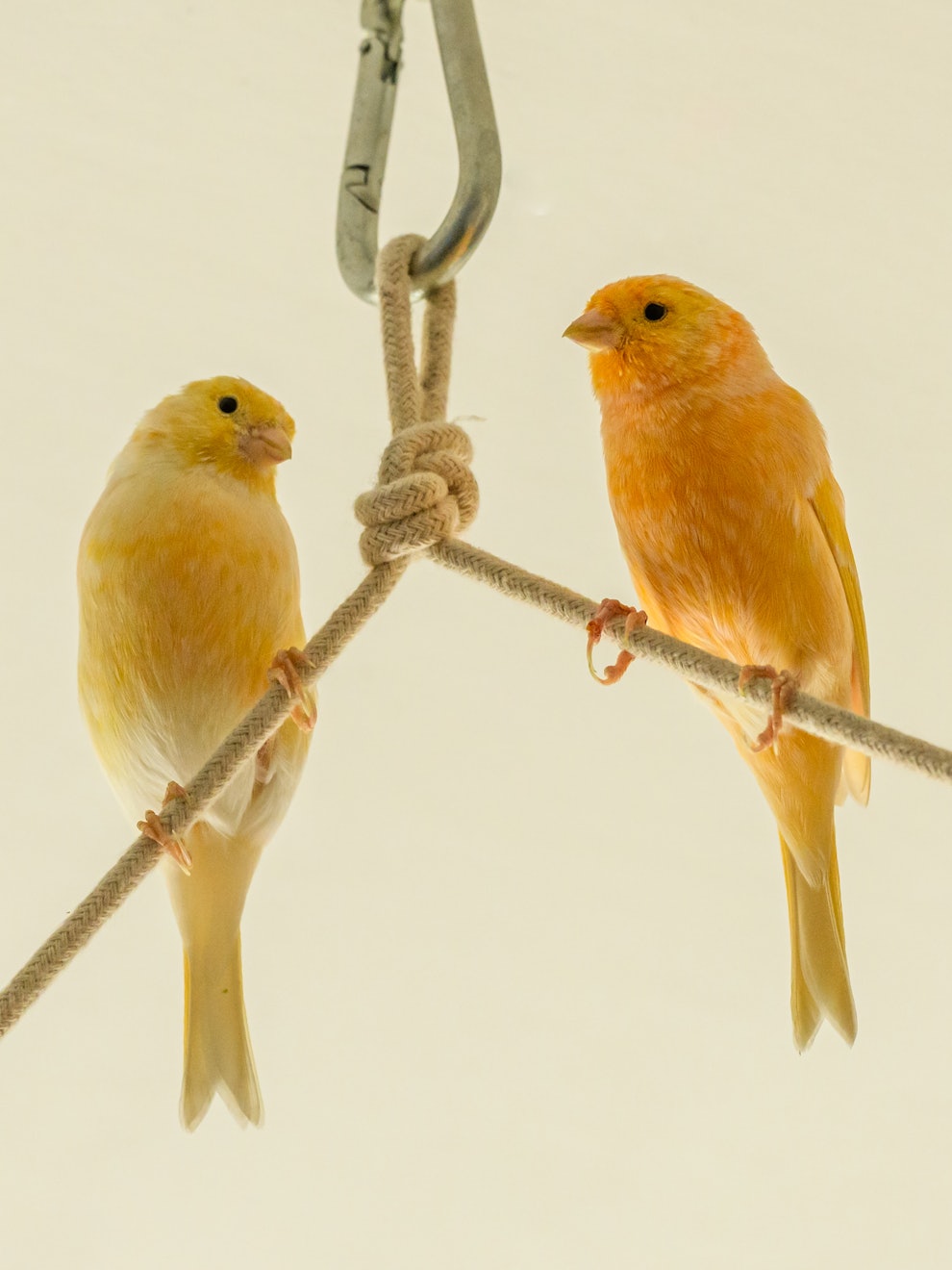 Hoito-ohjeet ostolista kanarialintu