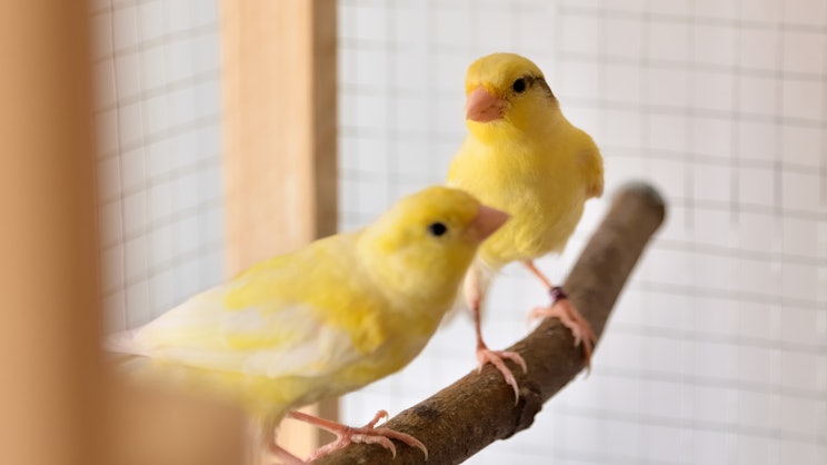 Hoito-ohjeet ostolista kanarialintu