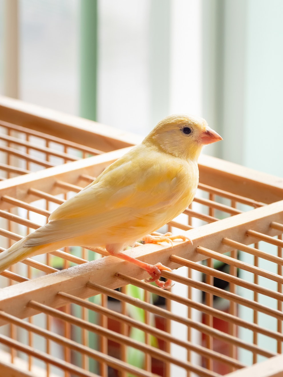 Hoito-ohjeet ostolista kanarialintu