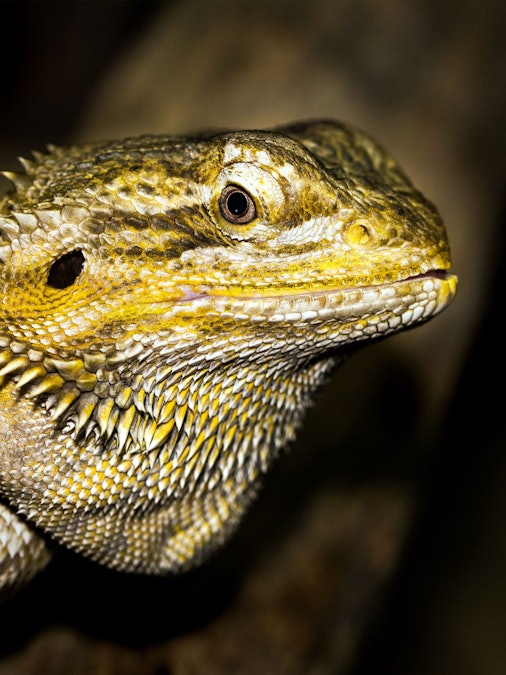 Hoito-ohjeet & ostoslista parta-agama